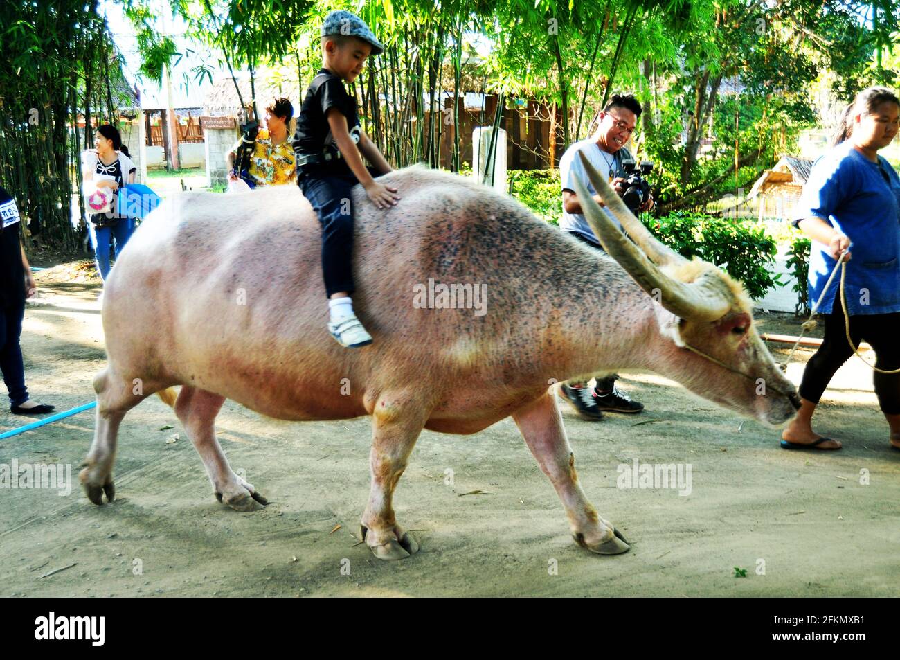 Thai people and foreign traveler travel visit learn Water buffalo and ...