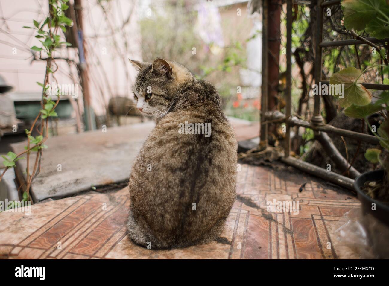 Street cat walk hi-res stock photography and images - Alamy