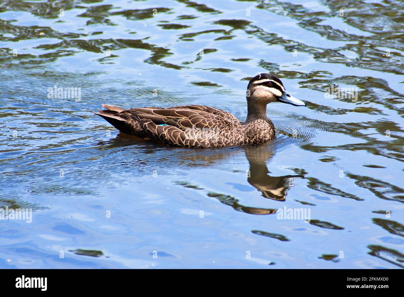 Pacific black duck anas superciliosa fauna hi-res stock photography and ...