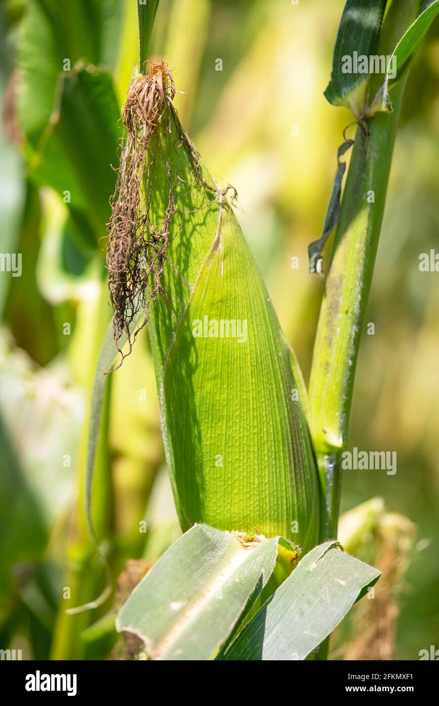 corn in garden,beauty corn flower green corn field in asia Stock Photo ...
