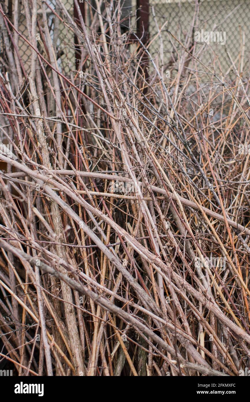 a many thin branches texture in the village of wood and straw Stock ...