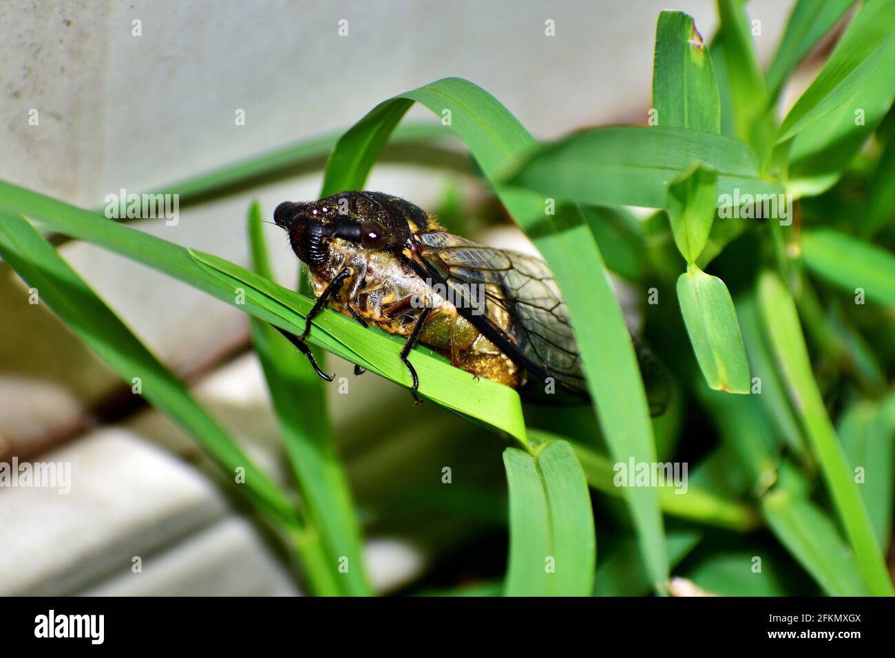 Australian cicada hi-res stock photography and images - Alamy