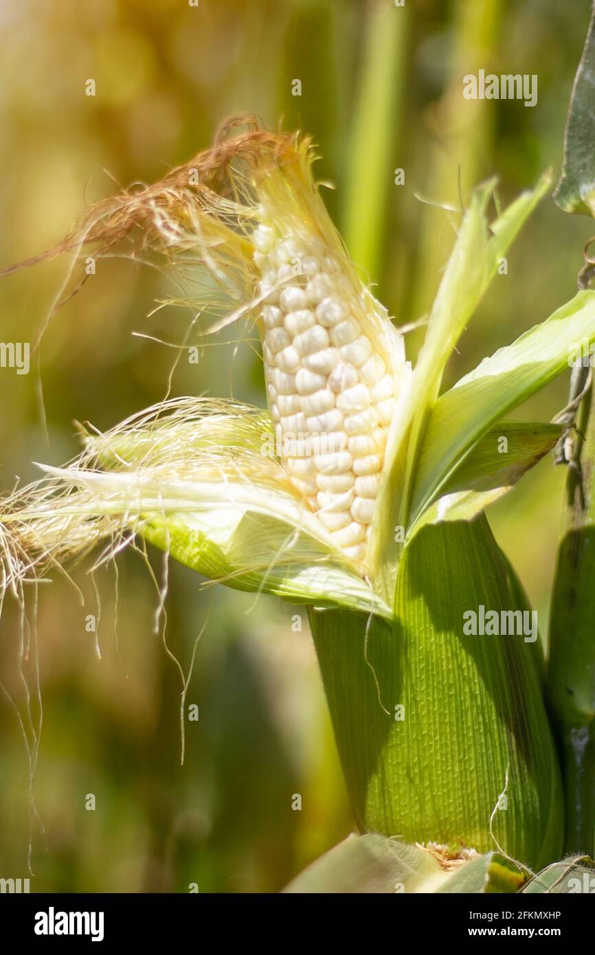 Sweet corn garden hi-res stock photography and images - Alamy