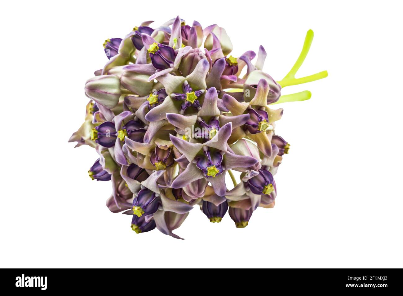 Colorful white and purple flower, Crown Flower, Giant Indian Milkweed ...