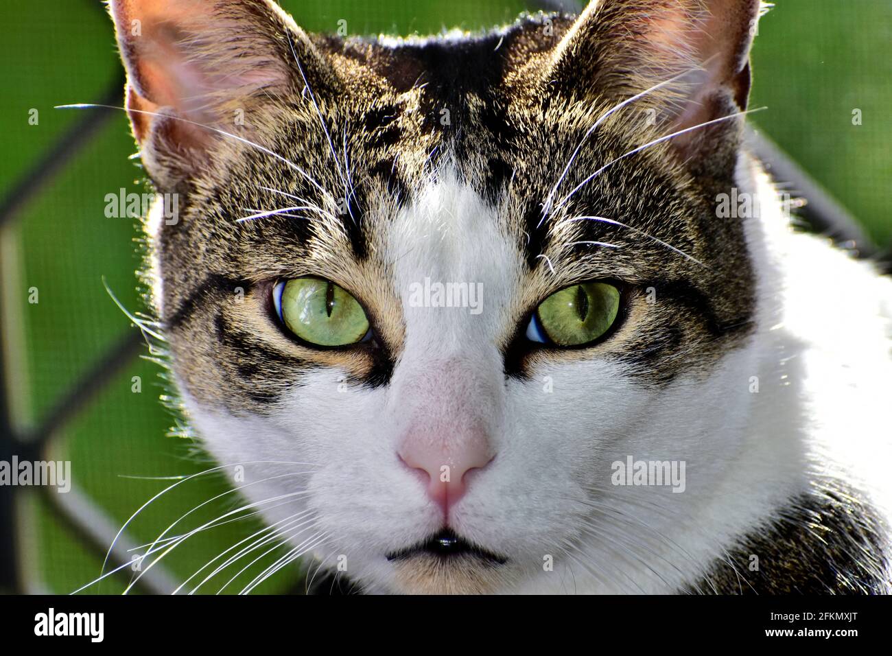 Cat facial markings hi-res stock photography and images - Alamy
