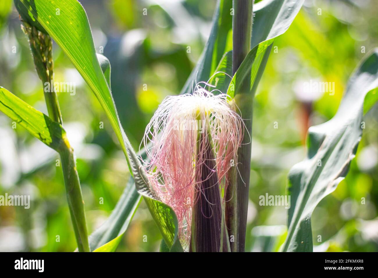 Young corn field plantation hi-res stock photography and images - Alamy