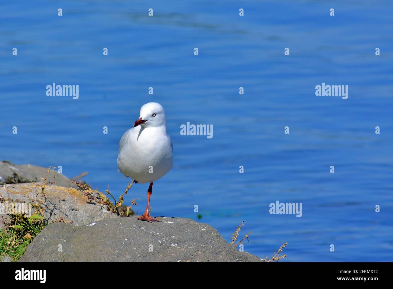 Seagull red beak hi-res stock photography and images - Alamy