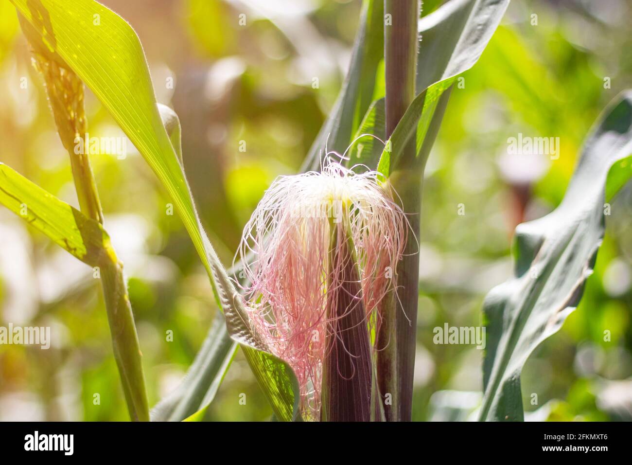 corn in garden,beauty corn flower green corn field in asia Stock Photo ...