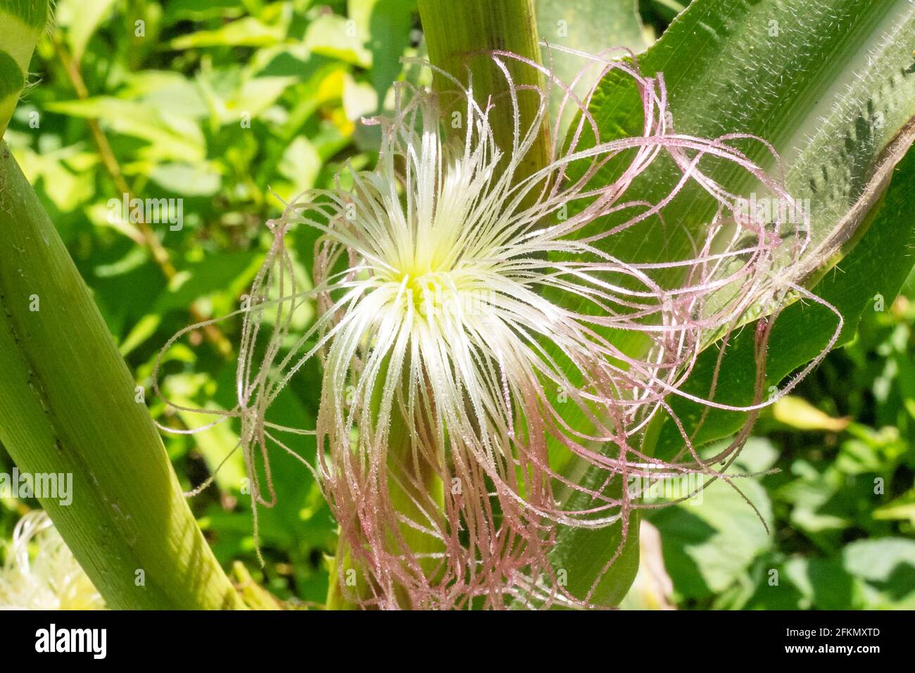 Sweet corn flower hi-res stock photography and images - Alamy