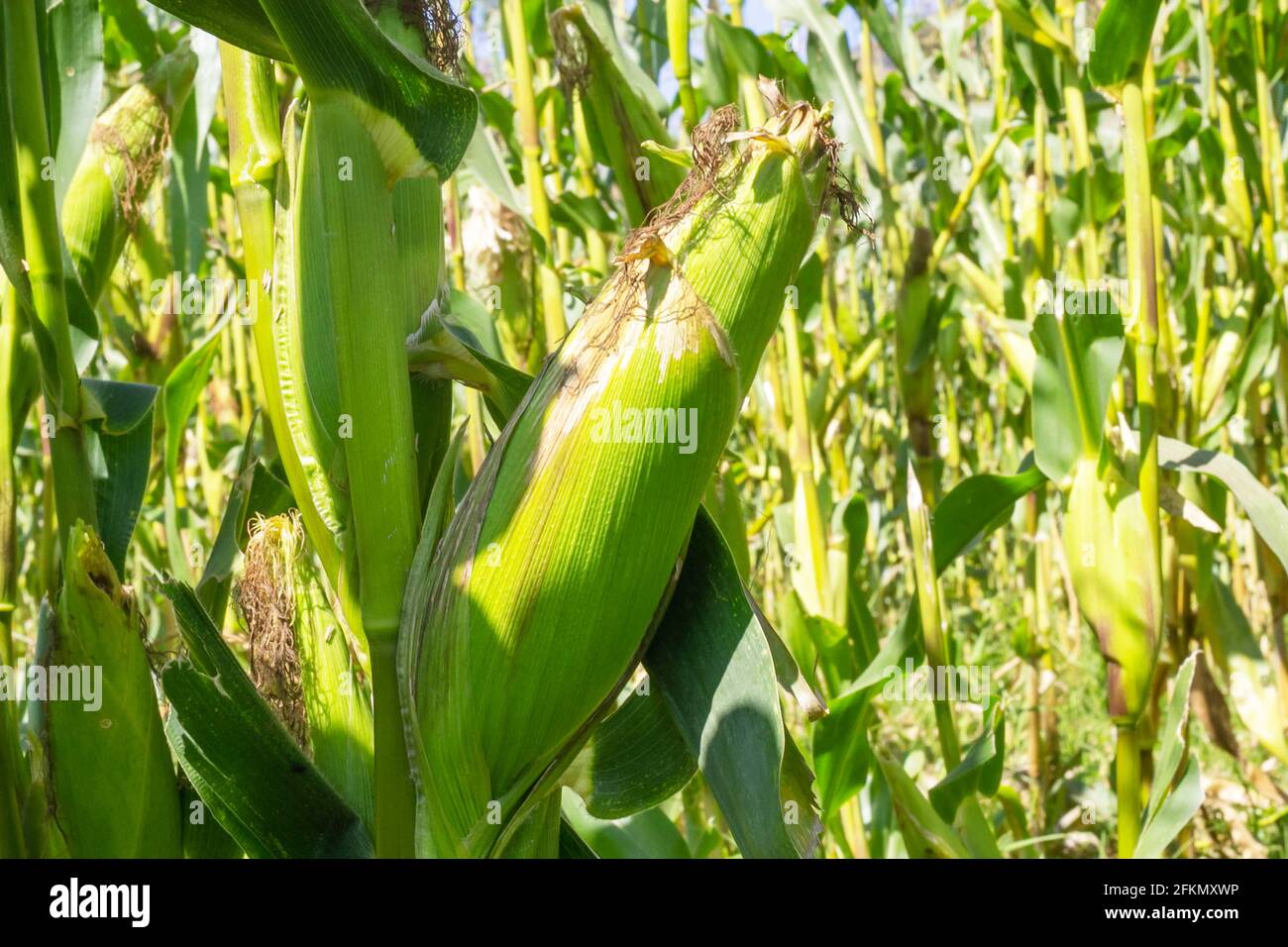 corn in garden,beauty corn flower green corn field in asia Stock Photo ...