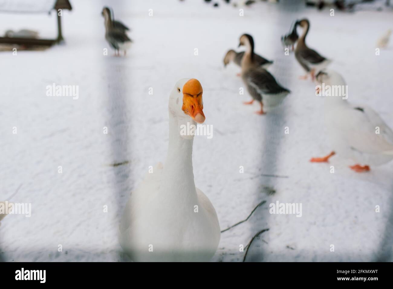 White goose in snowy landscape. A goose survived Christmas in Germany ...