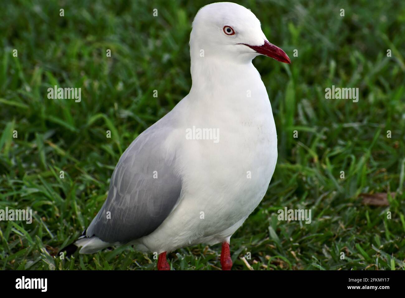 Seagull anatomy hi-res stock photography and images - Alamy