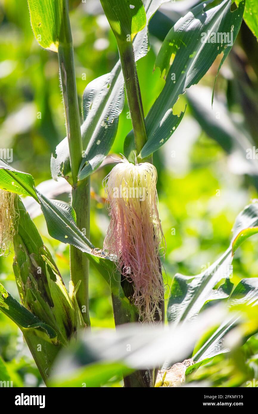 corn in garden,beauty corn flower green corn field in asia Stock Photo ...