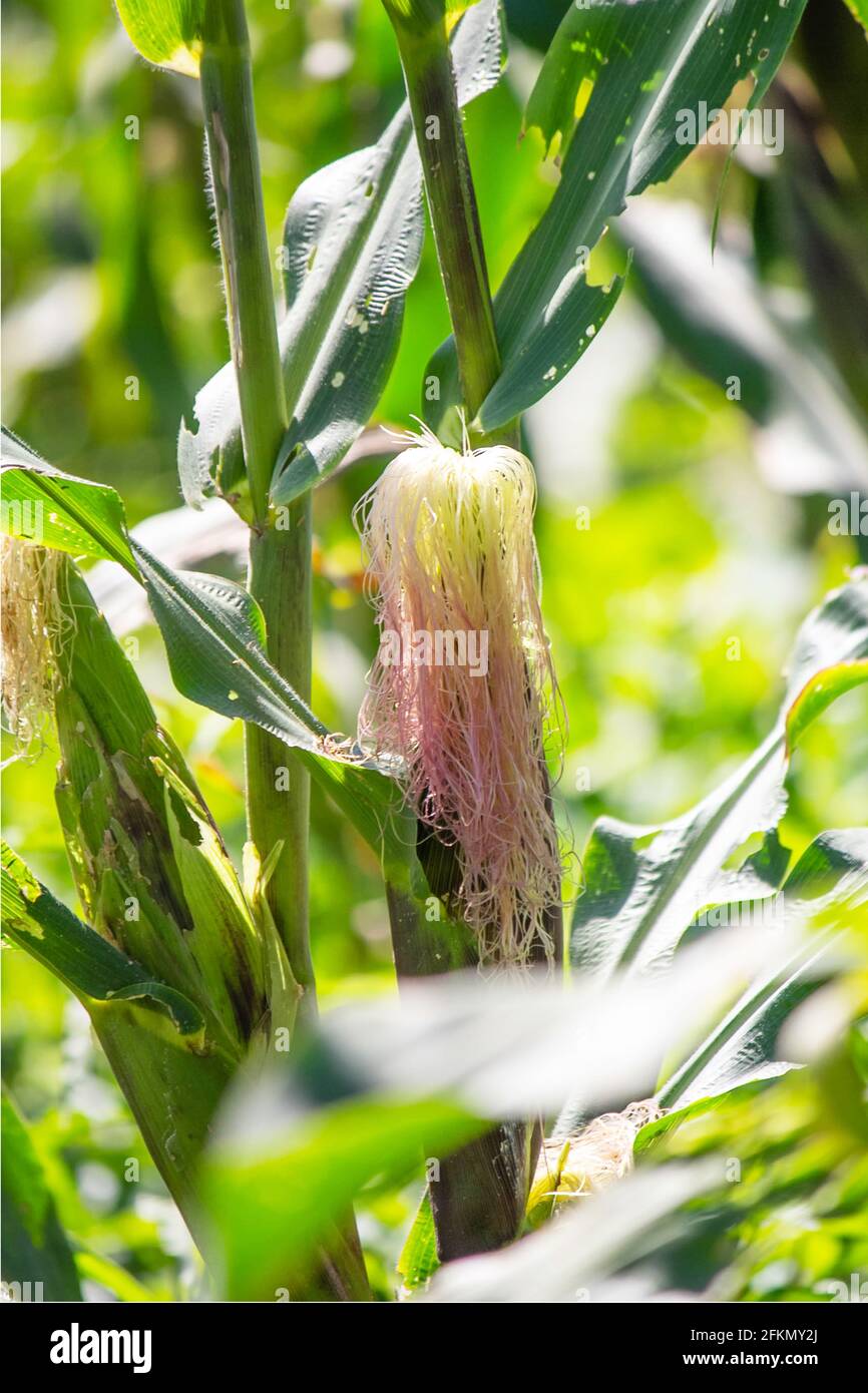 Field in asia hi-res stock photography and images - Alamy