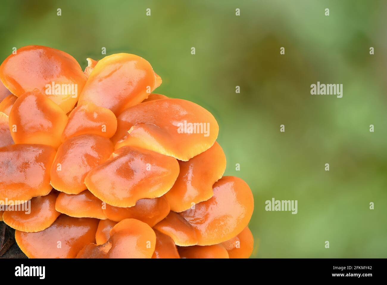The enoki tree hi-res stock photography and images - Alamy