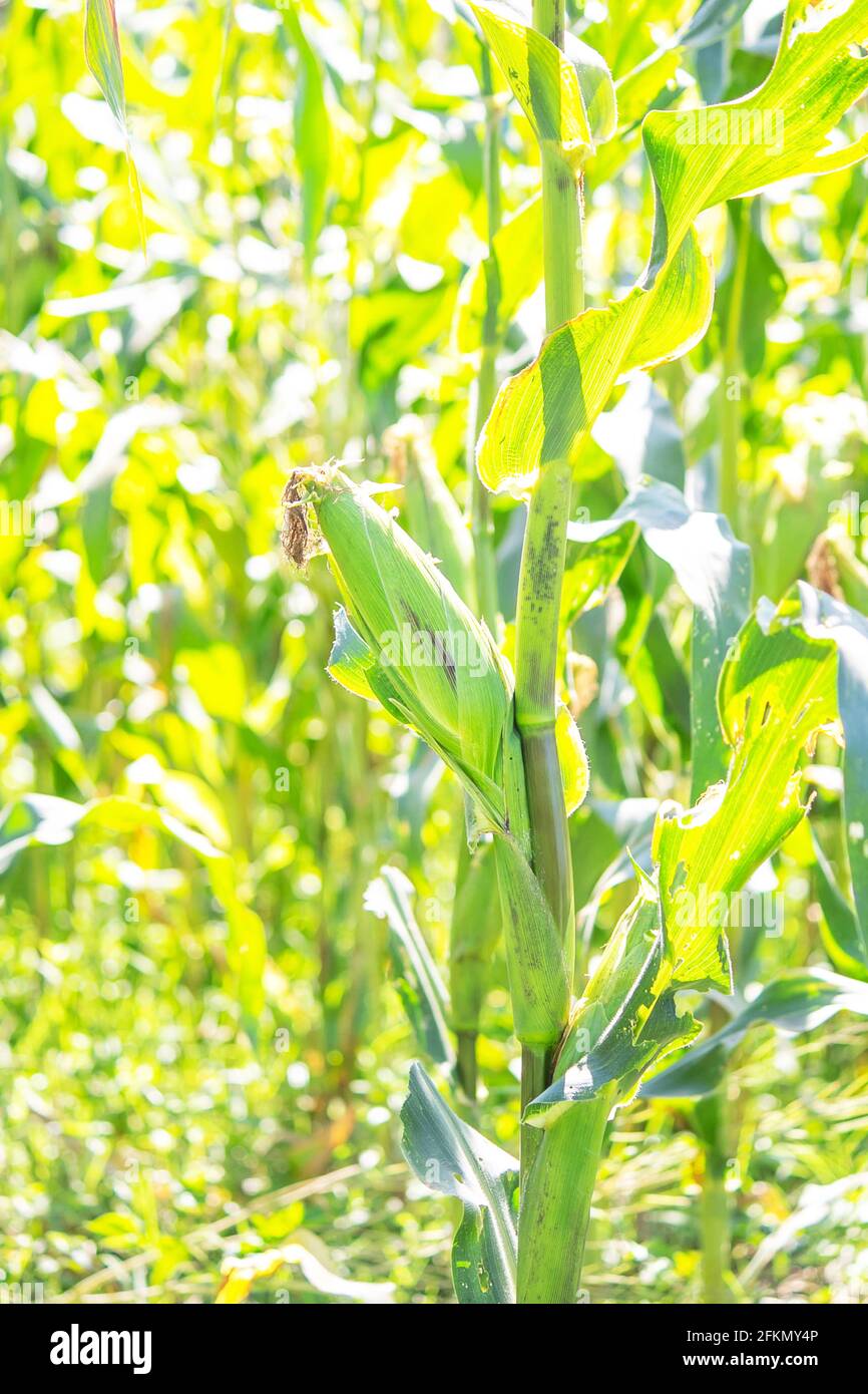 corn in garden,beauty corn flower green corn field in asia Stock Photo ...