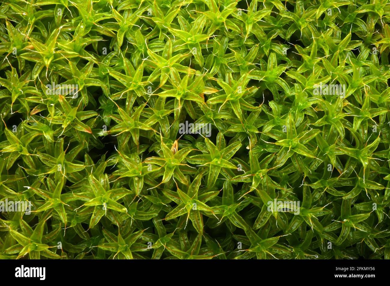 Moss Texture High Resolution