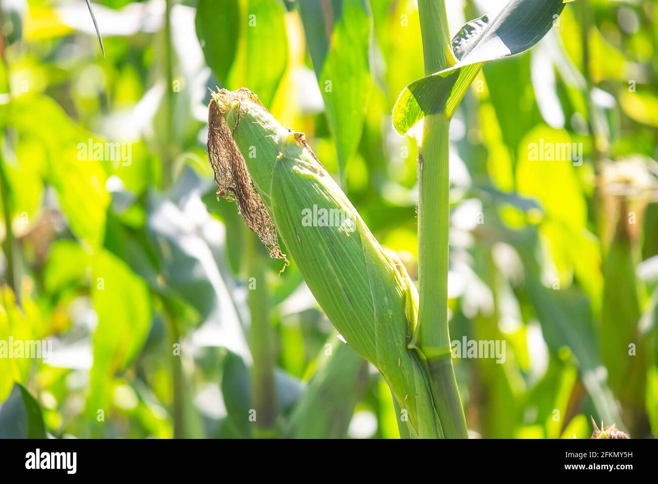 Corn seedling on farm hi-res stock photography and images - Alamy
