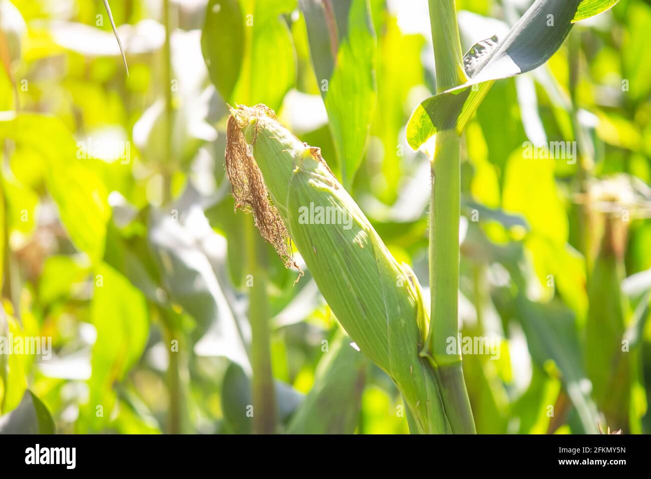 corn in garden,beauty corn flower green corn field in asia Stock Photo ...
