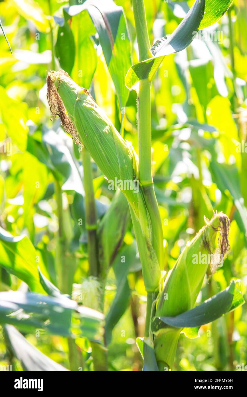 Field in asia hi-res stock photography and images - Alamy