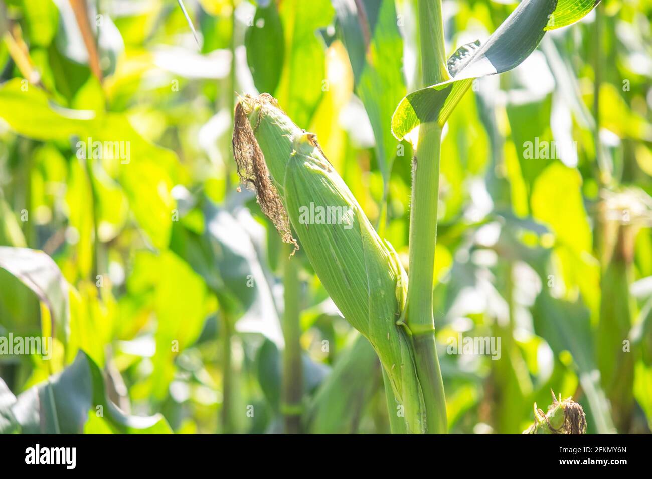 Young seed corn hi-res stock photography and images - Alamy