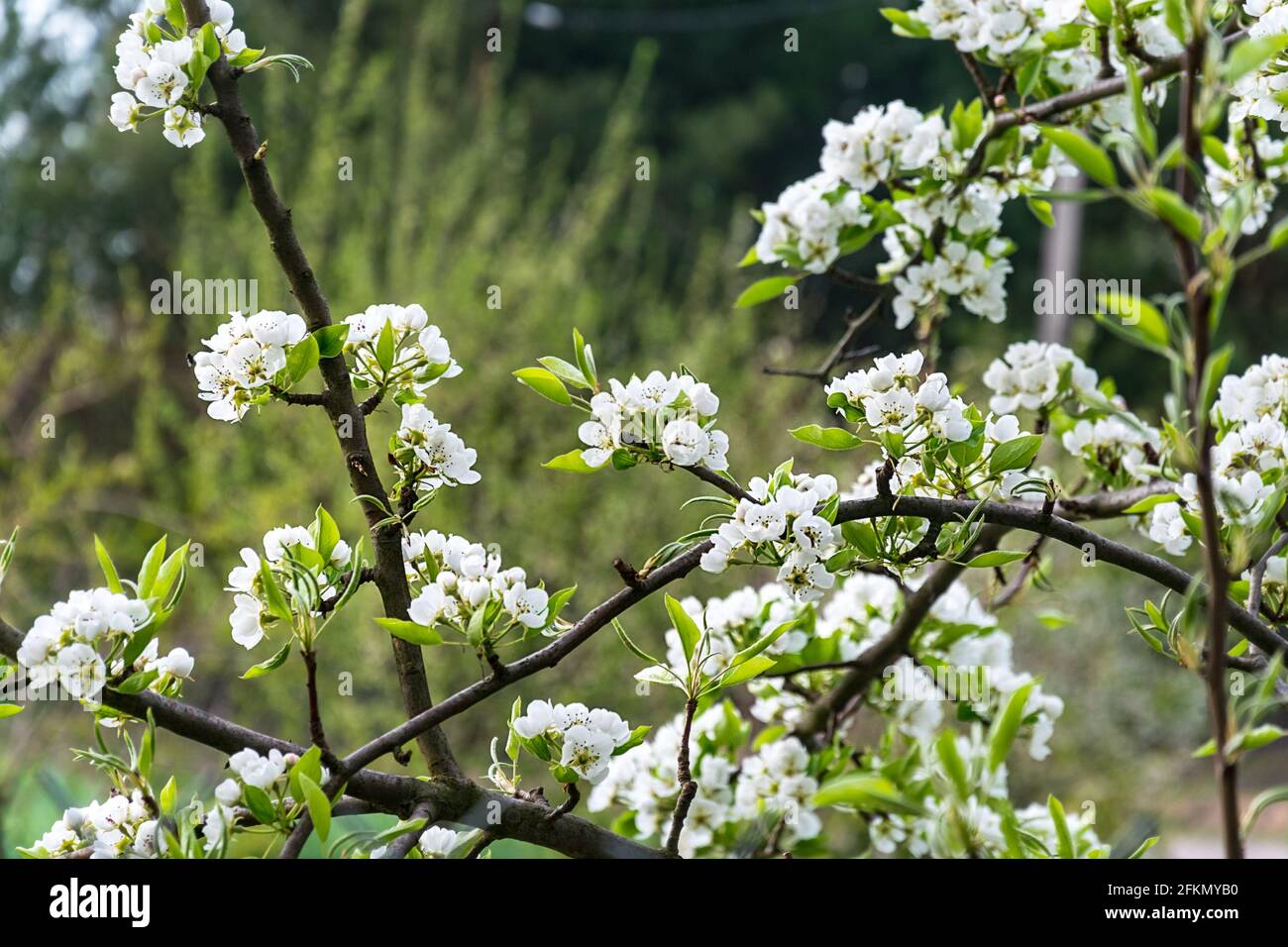 Flowering fruit trees. Flowers on the branches. Spring is coming Stock ...