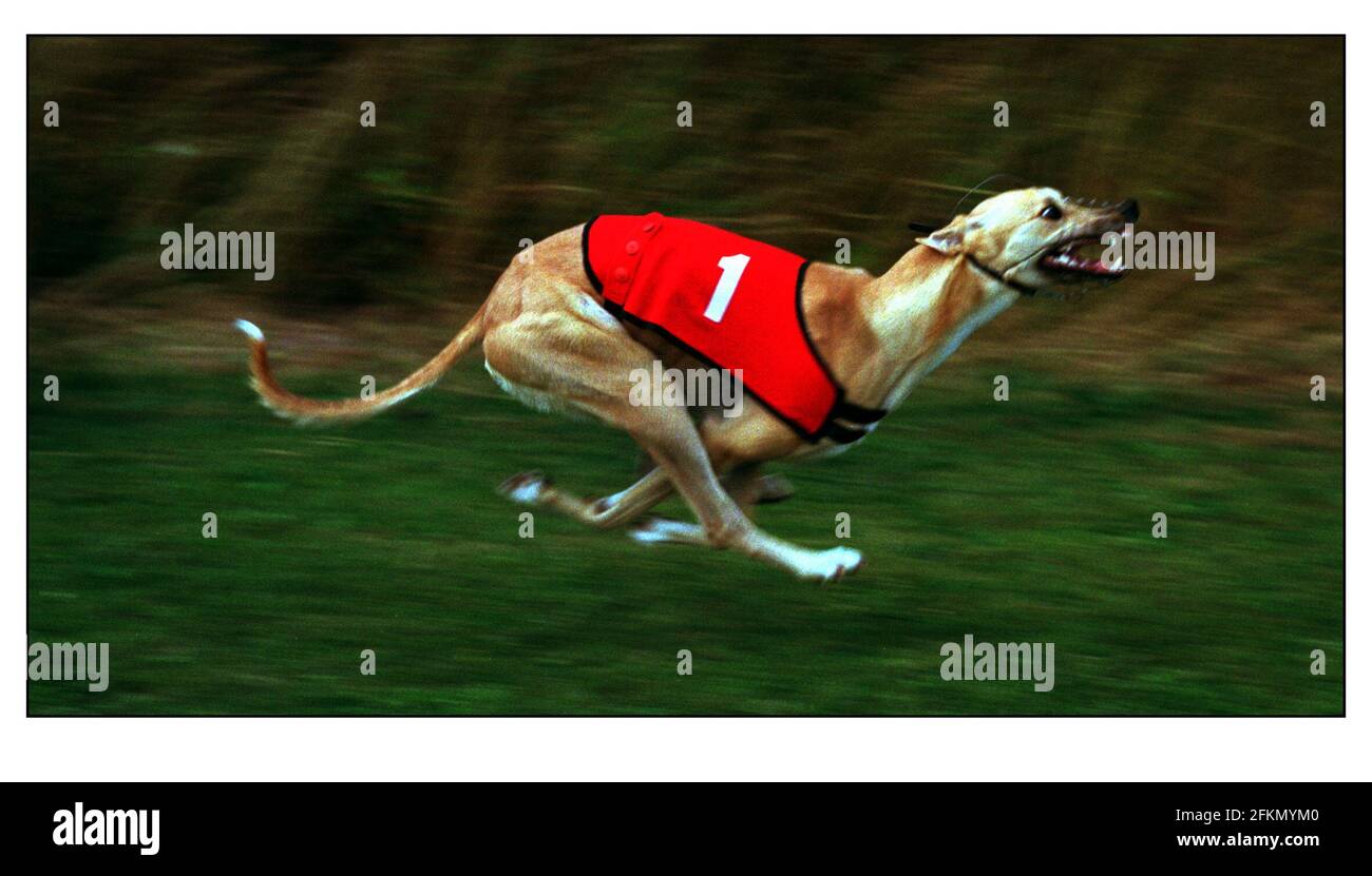 Racing whippet Cut Out Stock Images & Pictures - Alamy