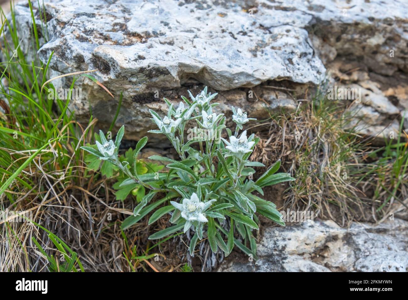 Edelweiss flowers in the alps Stock Photo - Alamy
