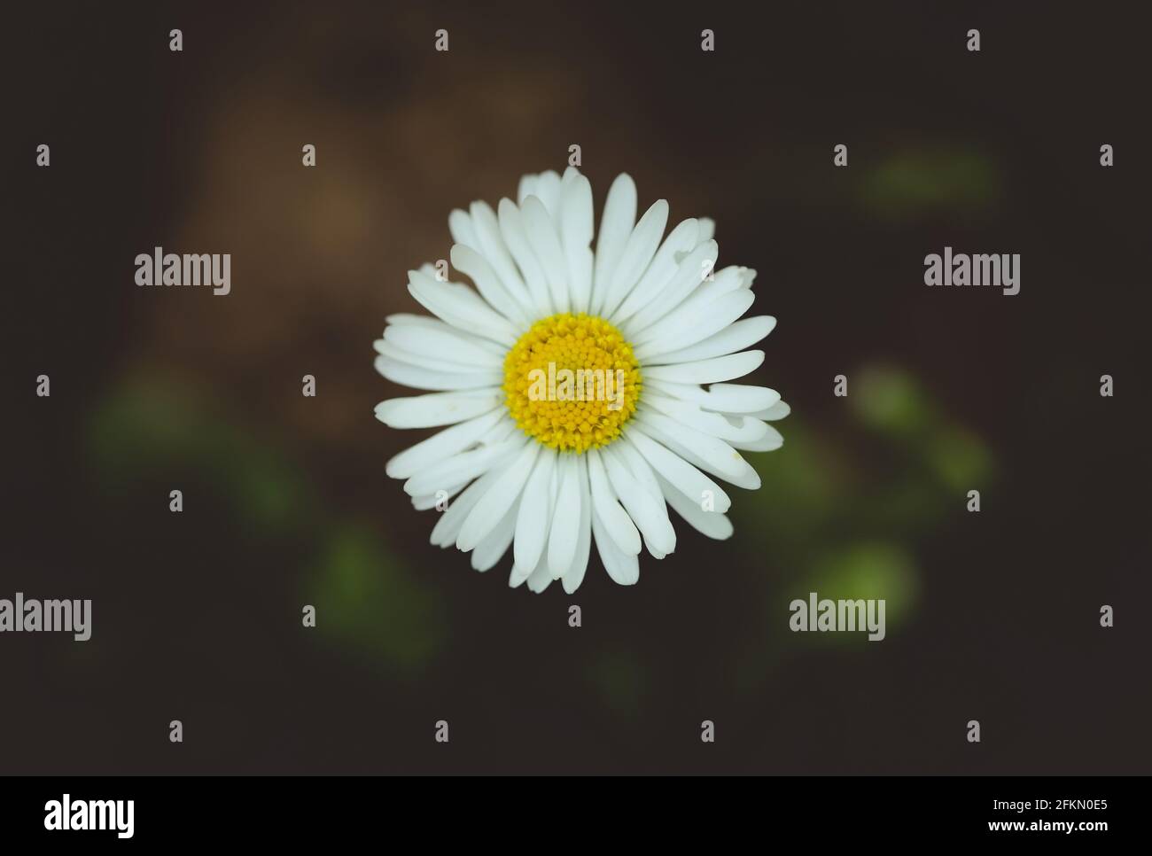 White daisy flower close up Stock Photo - Alamy