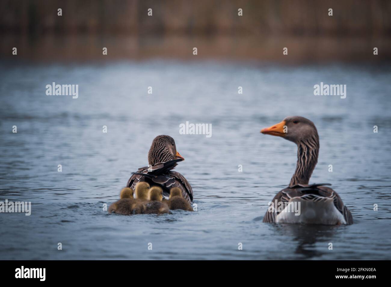 Domestic geese children hi-res stock photography and images - Alamy