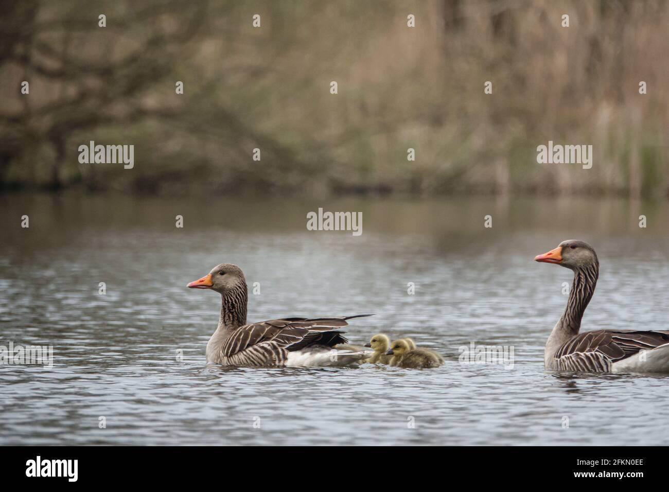 Domestic geese children hi-res stock photography and images - Alamy