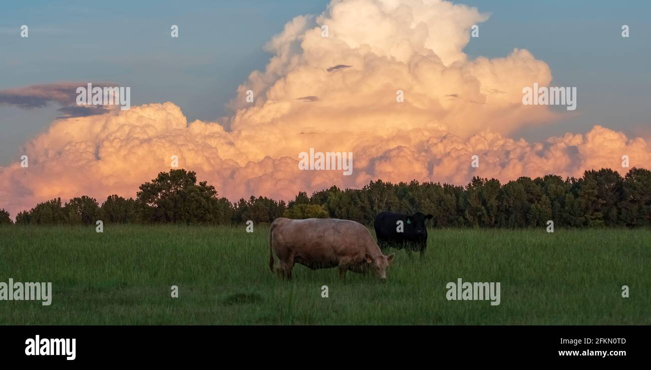 Two fat cows in a lush green pasture with towering thunderheads ...