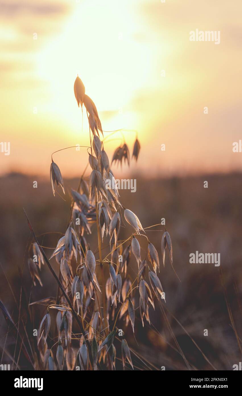 Field of oat during sunset.Oat stems on a background of setting sun and ...