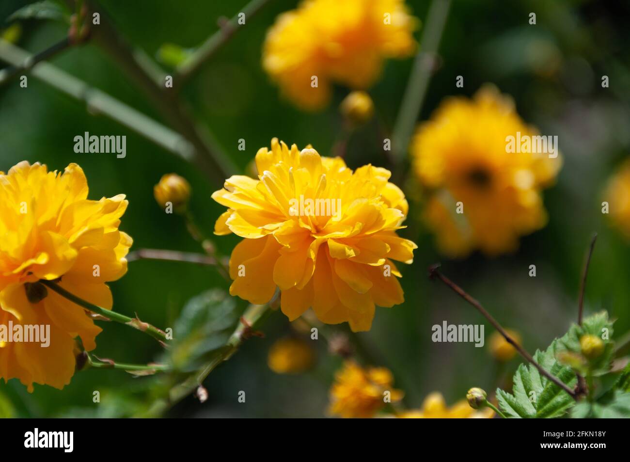 Flowers of Japanese kerria. Kerria japonica during flowering. Bright ...