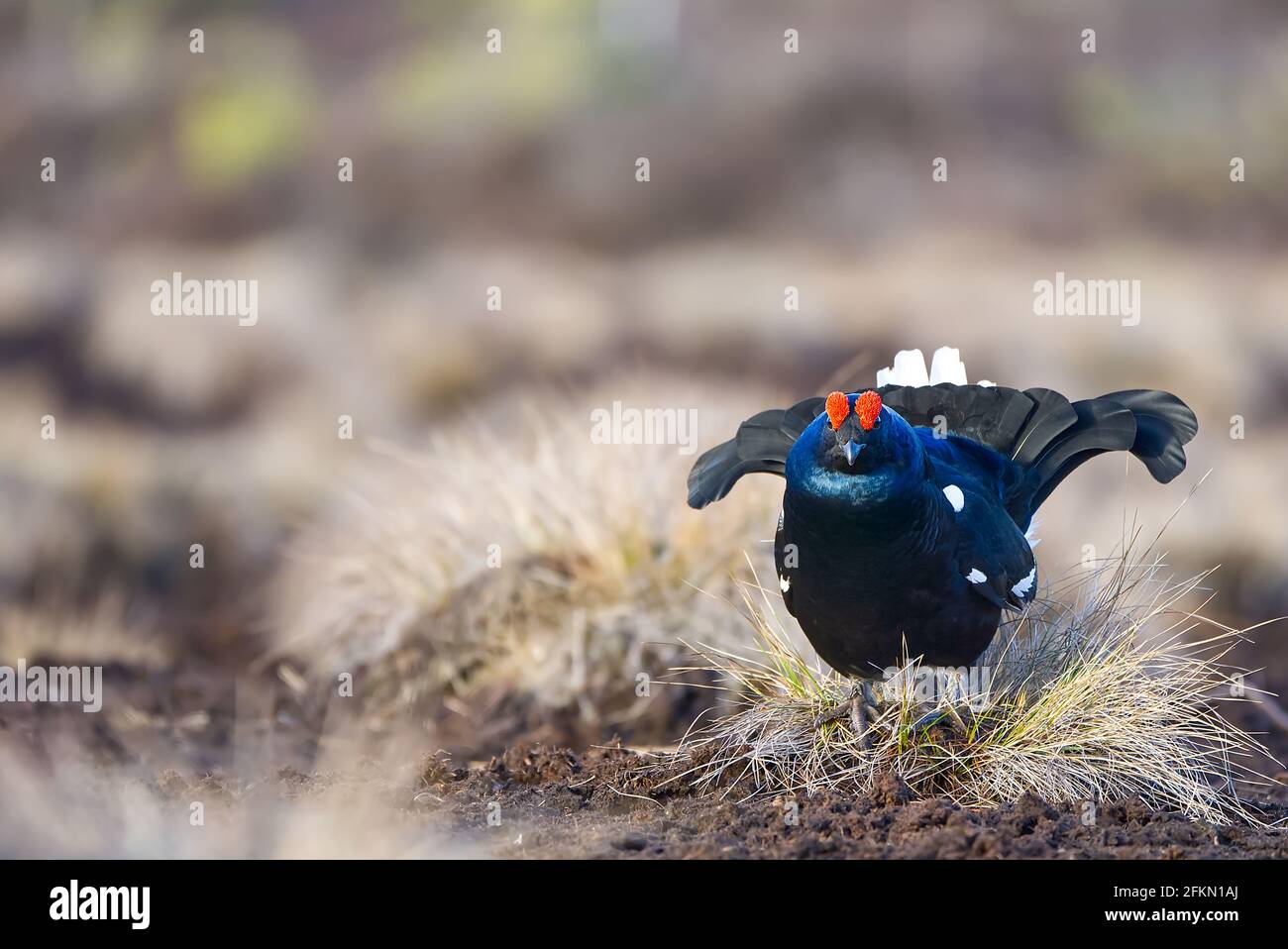 Lekking black grouse on morning swamp. Spring colors of moors with ...