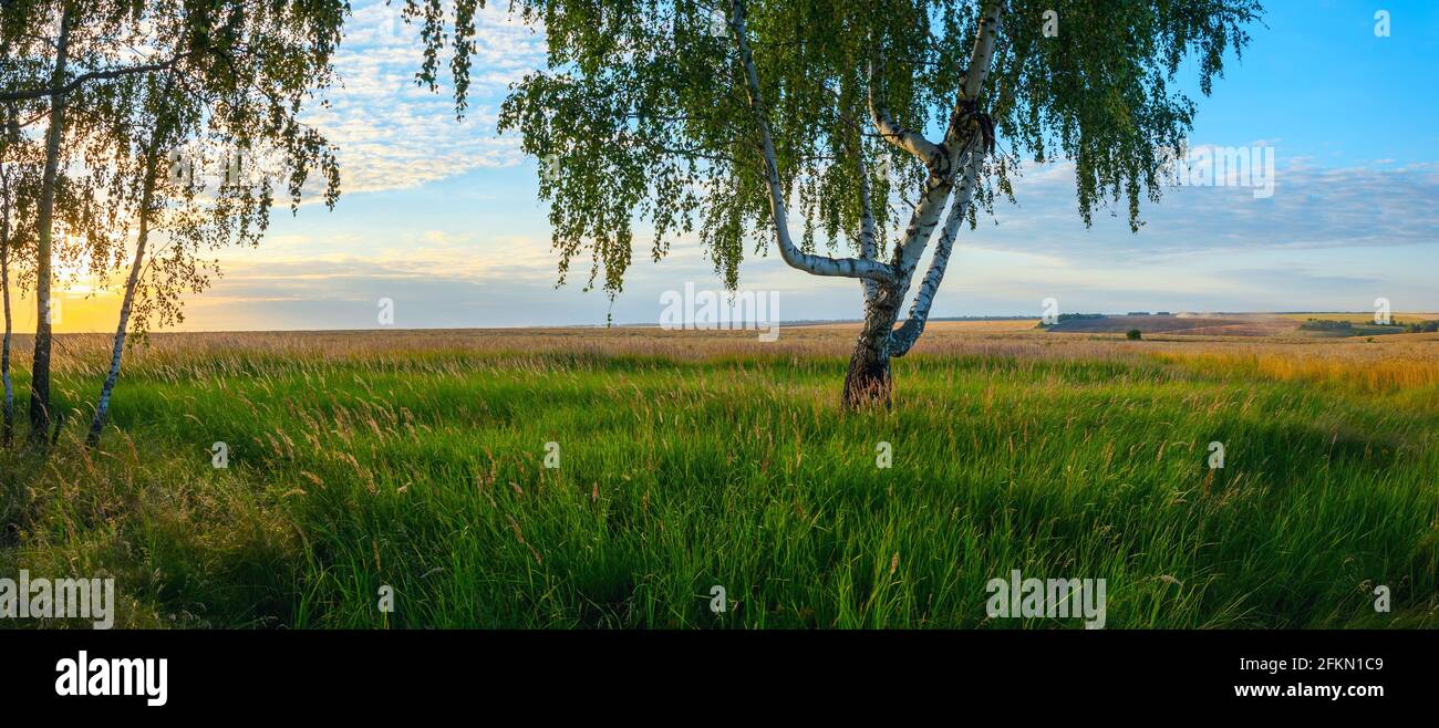 Birch tree during spring view hi-res stock photography and images - Alamy