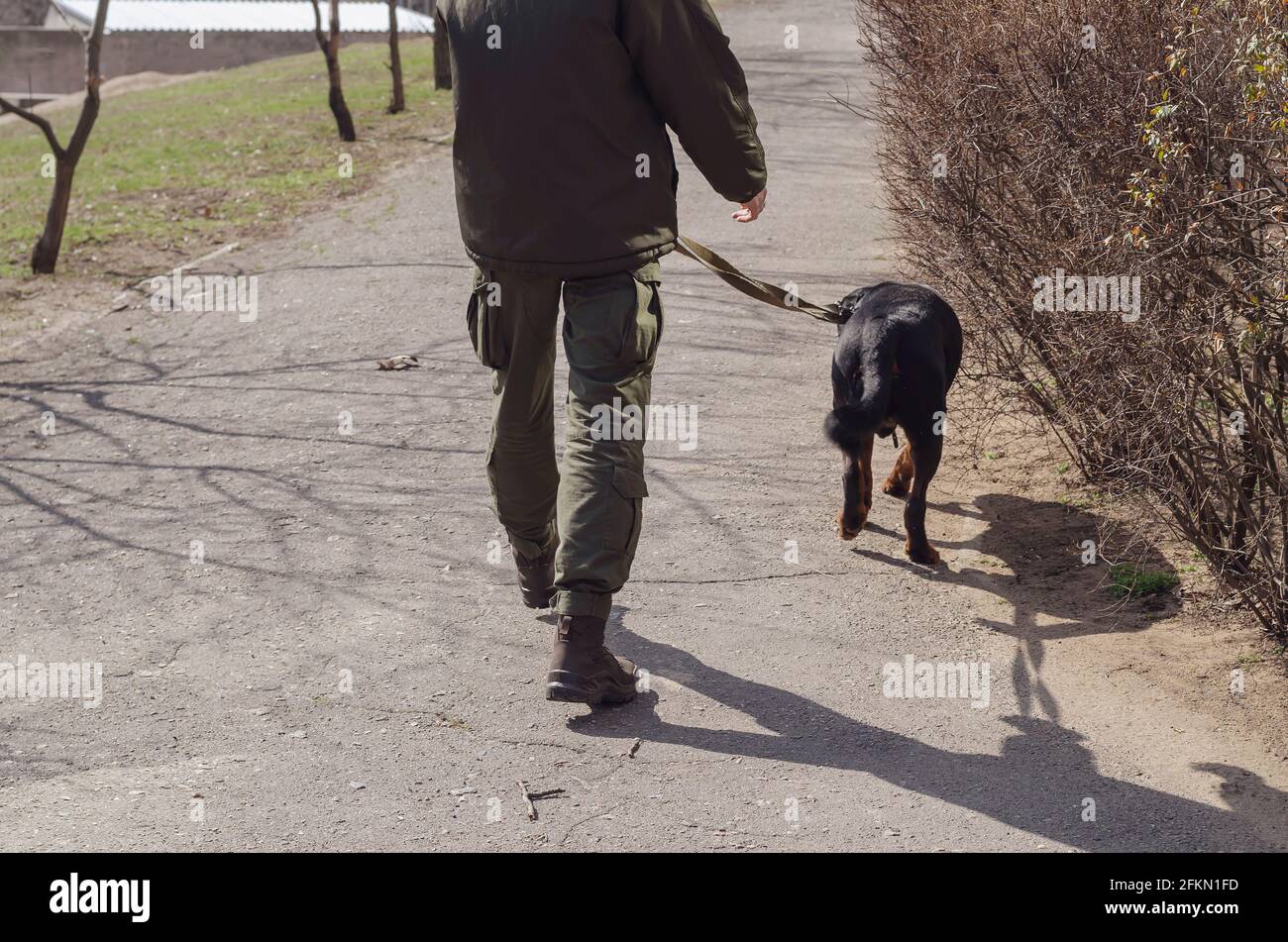 Purebred rottweiler man in hi-res stock photography and images - Alamy