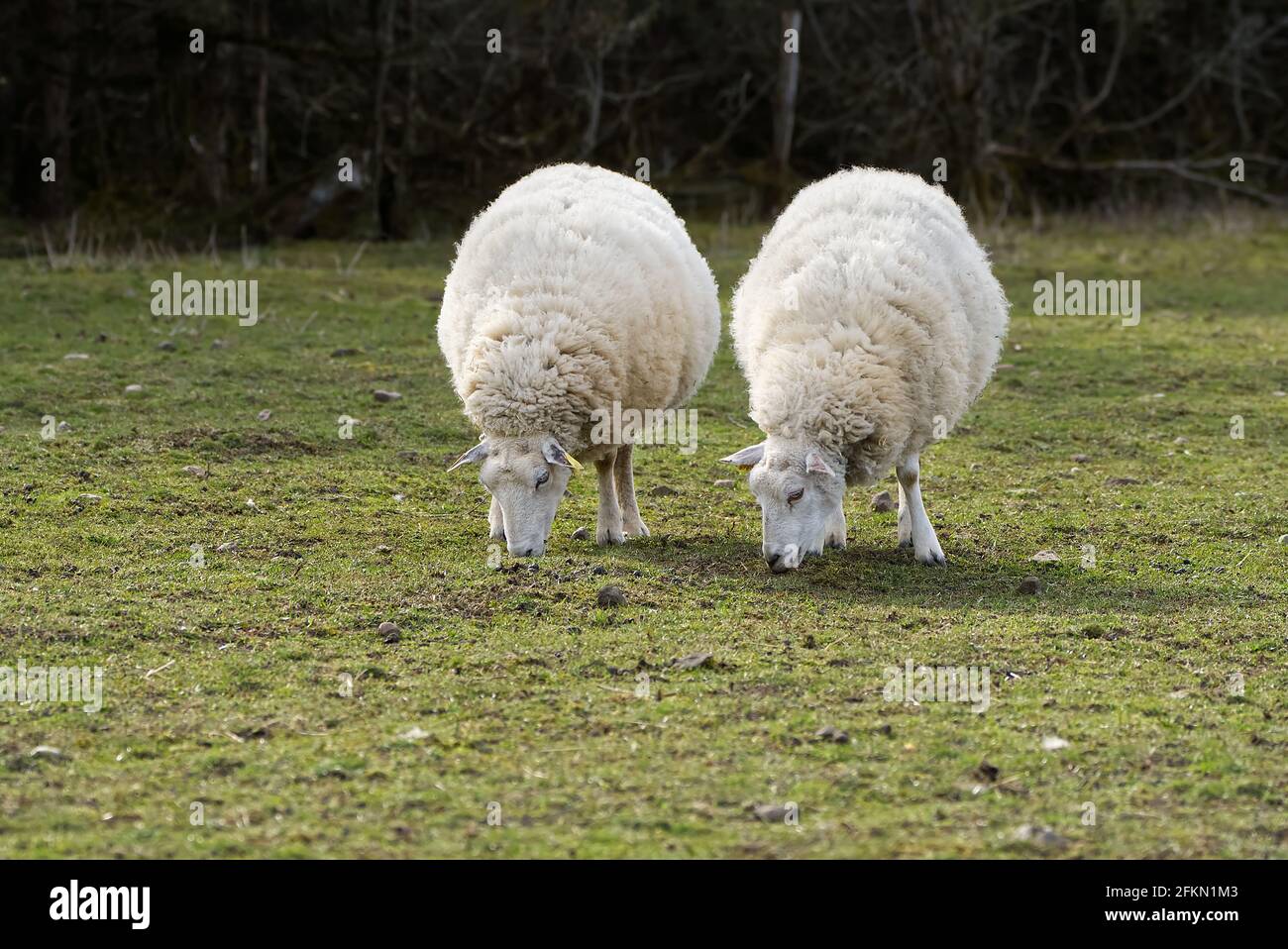 Sheep eating fresh grass. unshorn sheep in a spring field. Sheep ...