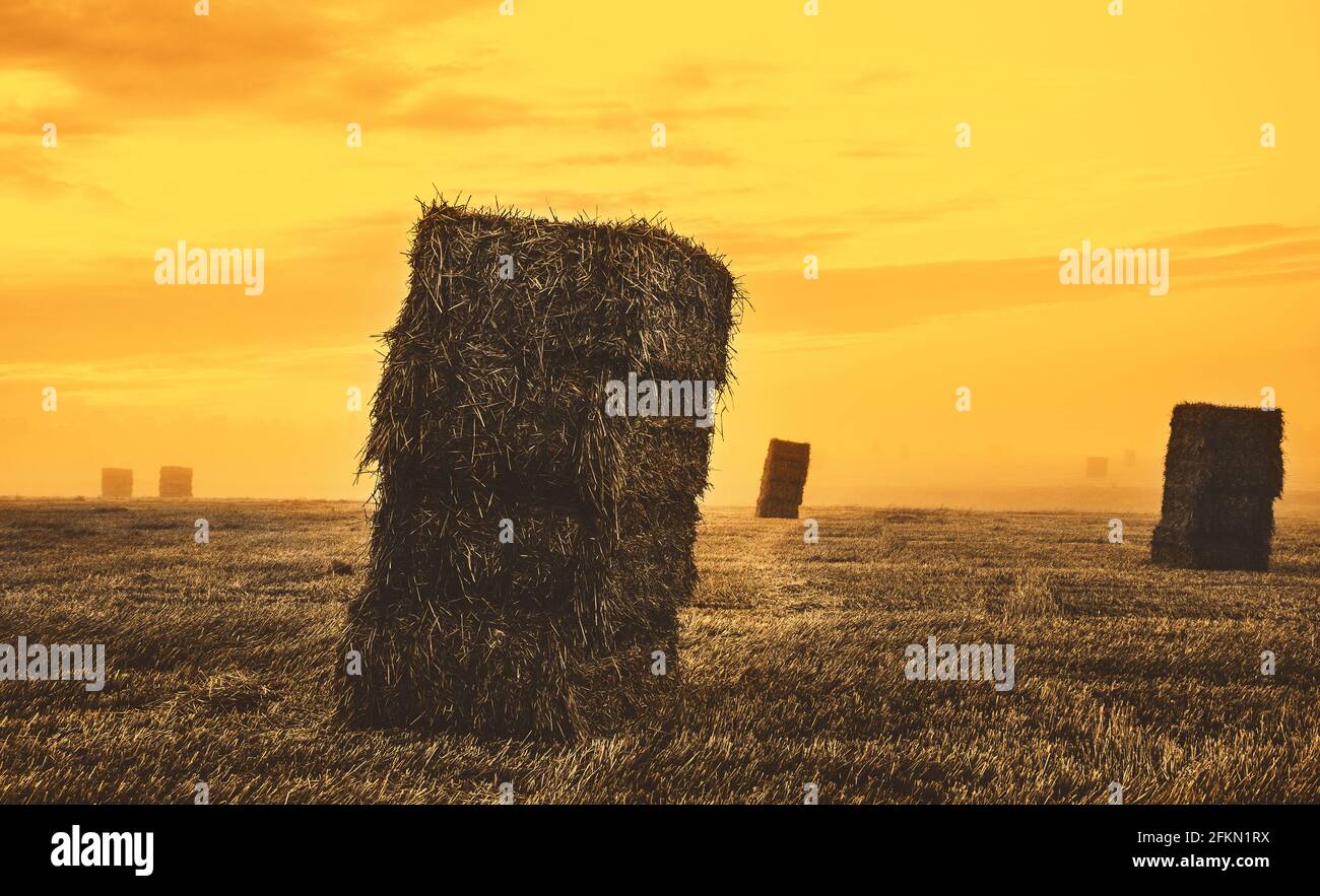 Amber color hi-res stock photography and images - Alamy