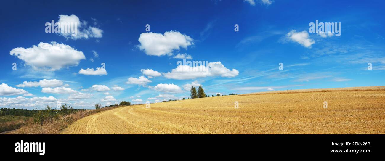 Summer rural landscape with beautiful blue sky over the golden farm ...