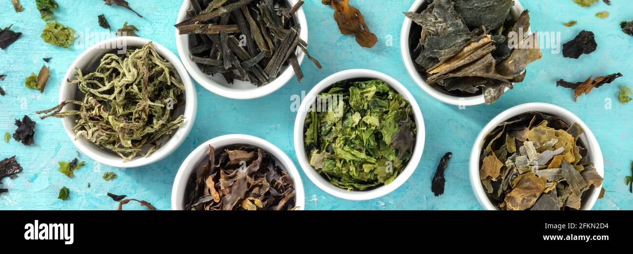 Seaweed panorama, shot from above on a blue background. Various types ...