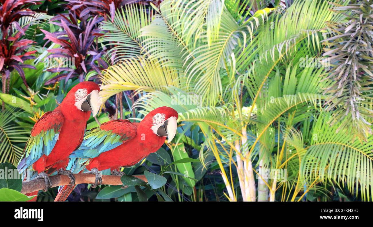 Horizontal banner with two beautiful Ara macao parrots on a branch in a ...