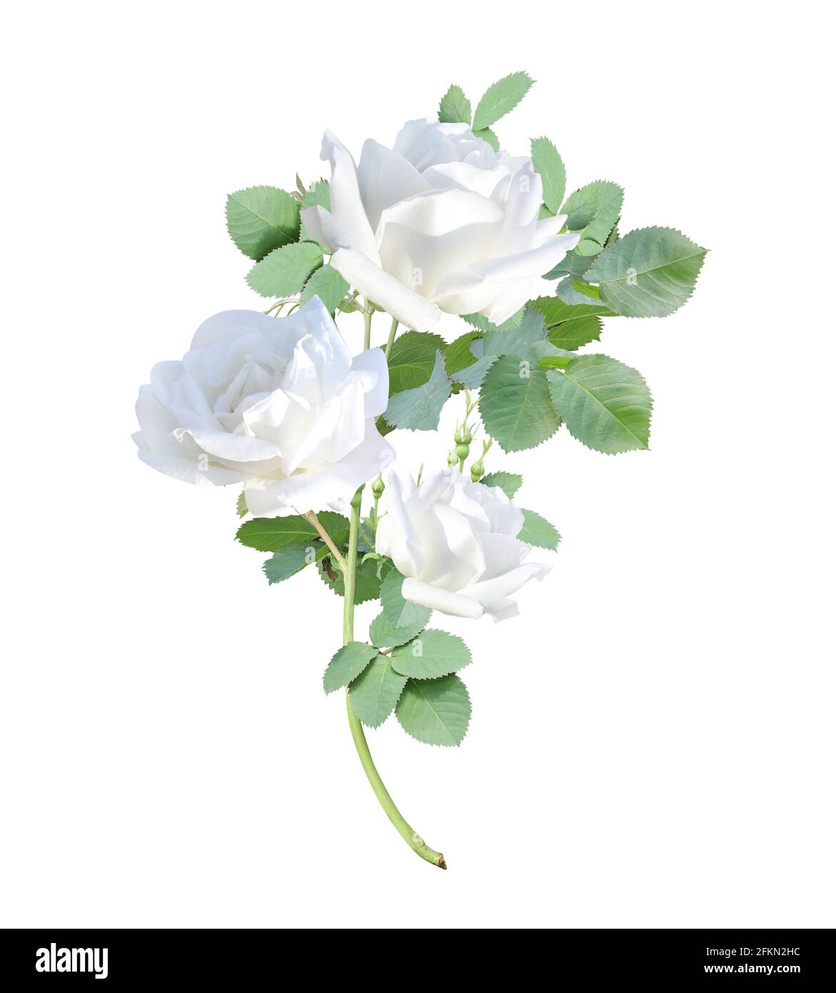 Branch of rose with three white flowers. Isolated on white background ...
