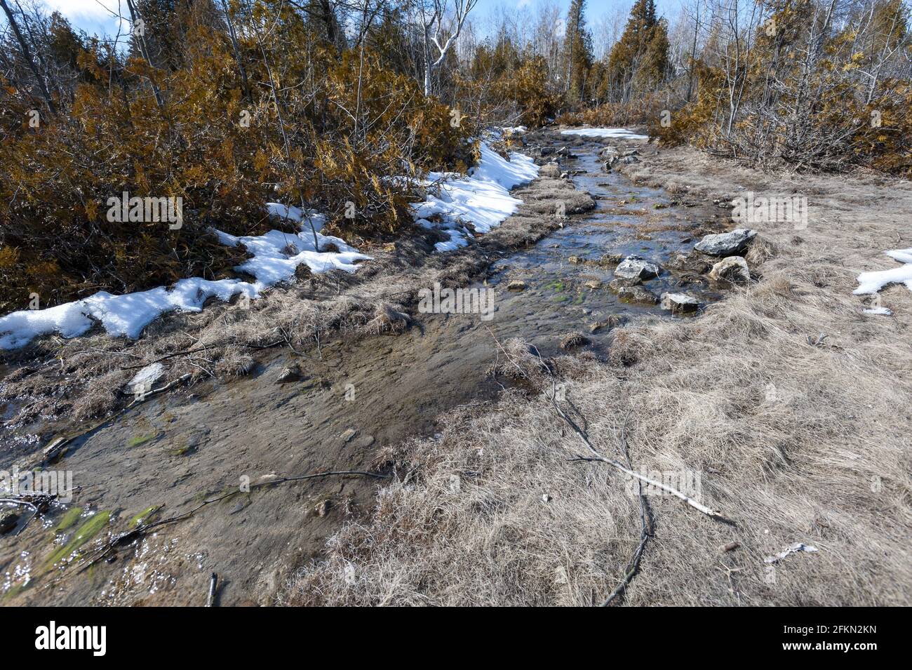 Small stream flowing through a forest in early spring Stock Photo - Alamy