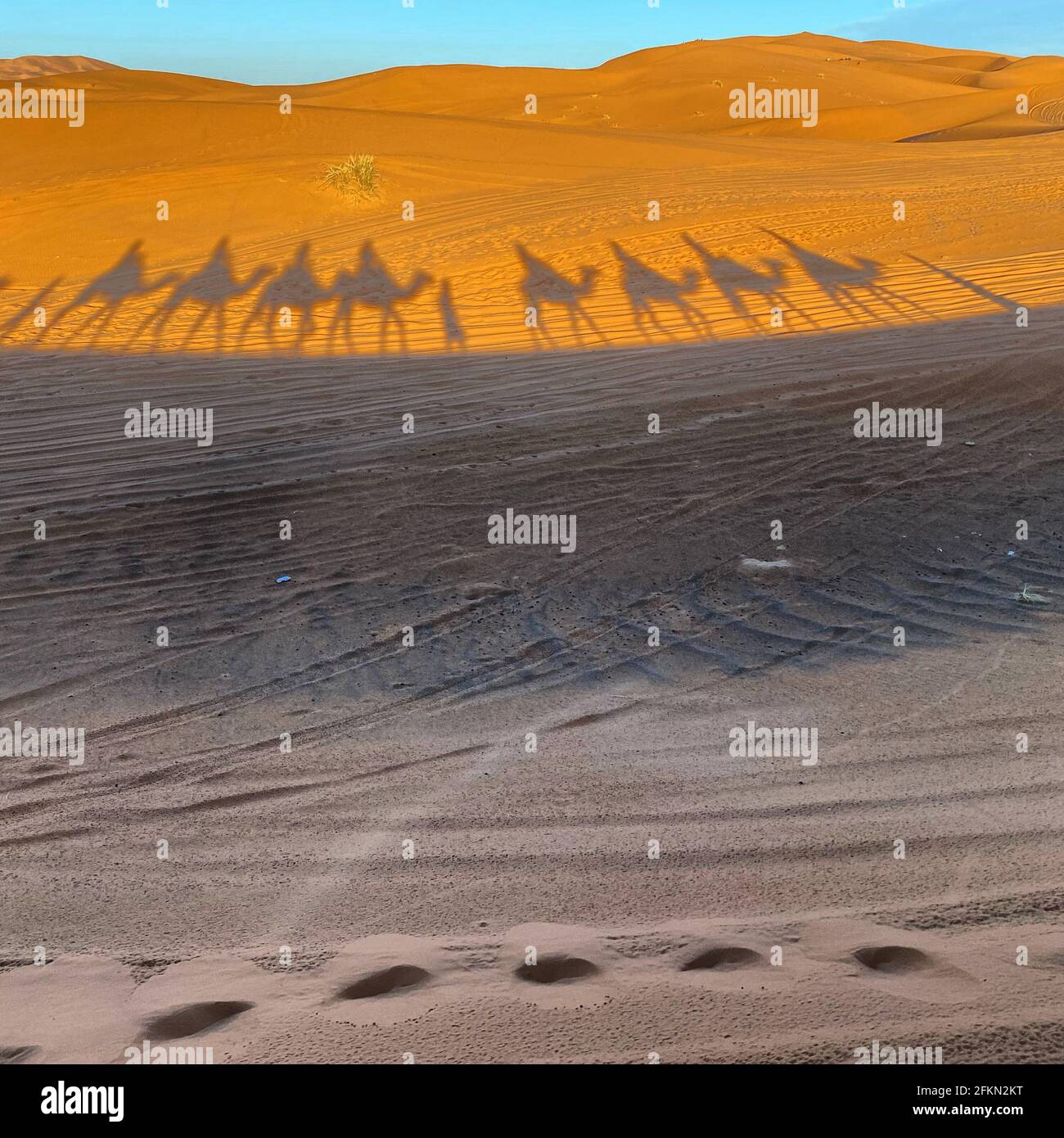 Camel shadow desert train hi-res stock photography and images - Alamy