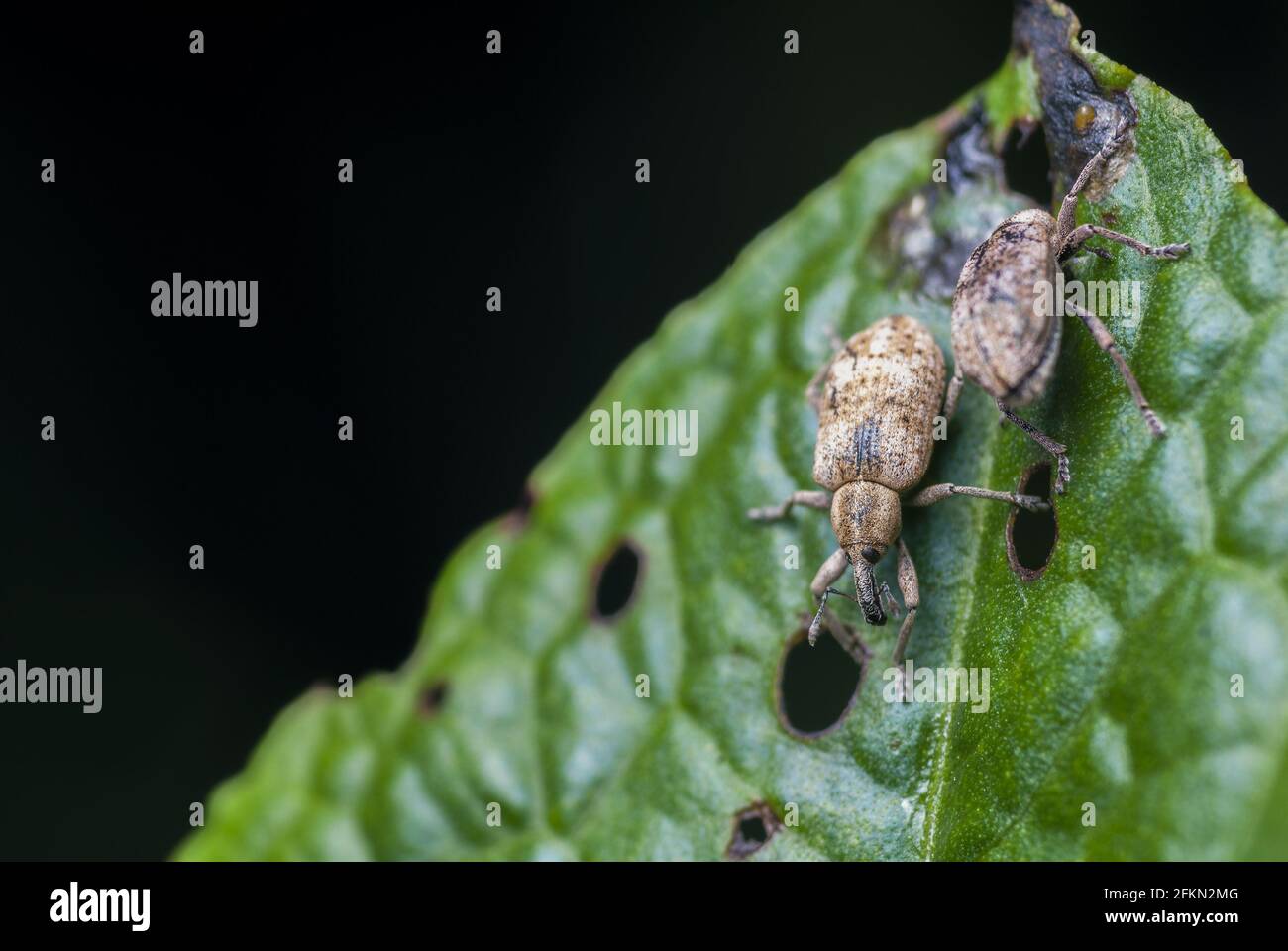 Common leaf weevil beetle hi-res stock photography and images - Alamy