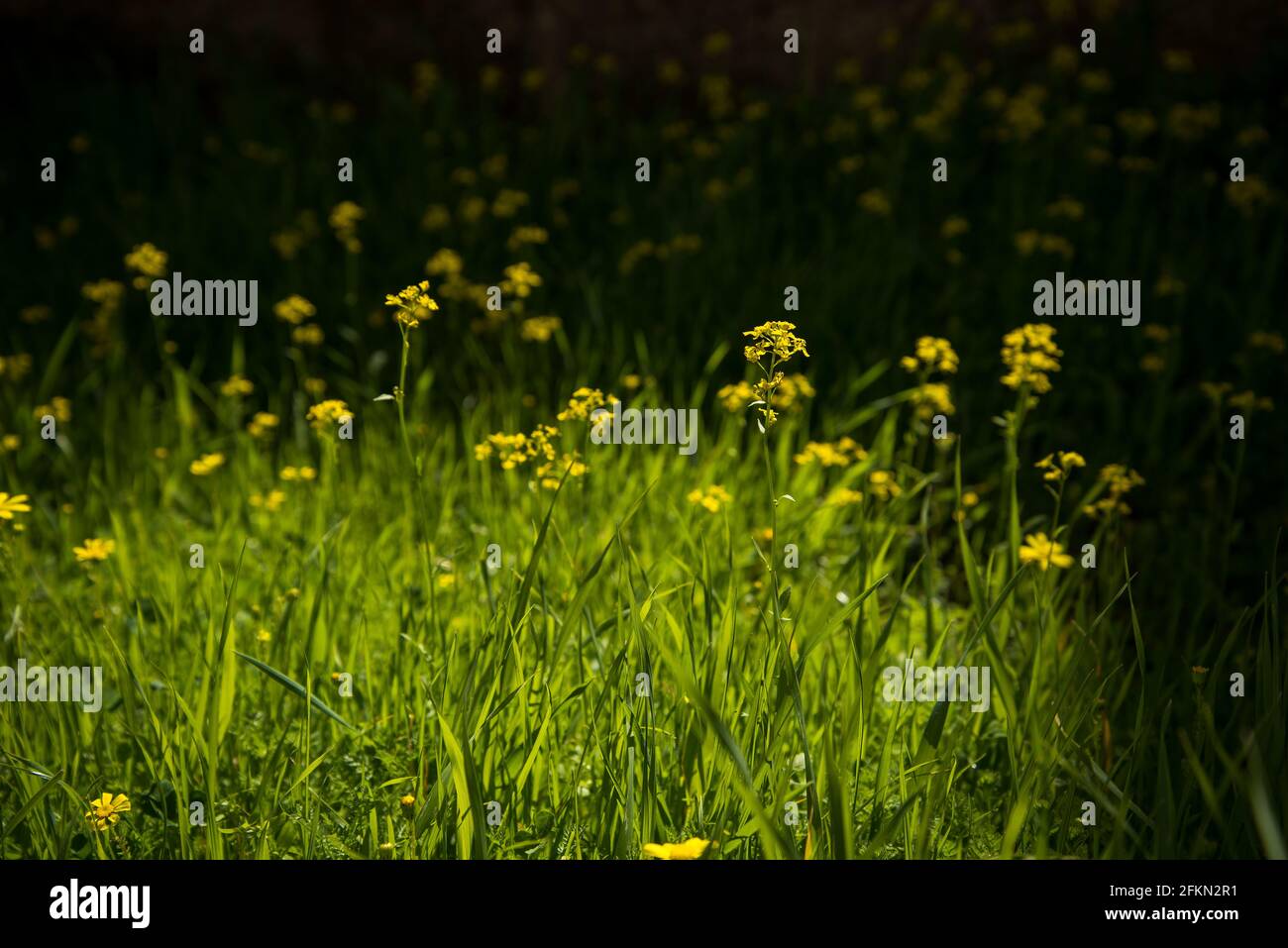 Cress leaf hi-res stock photography and images - Alamy