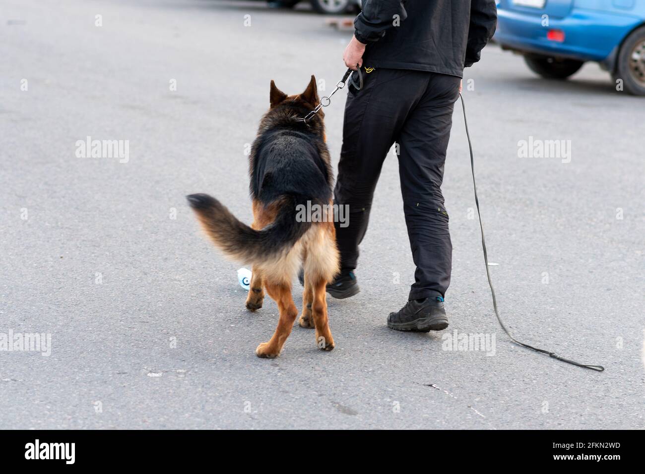 Beautiful German Shepherd for a walk Stock Photo - Alamy