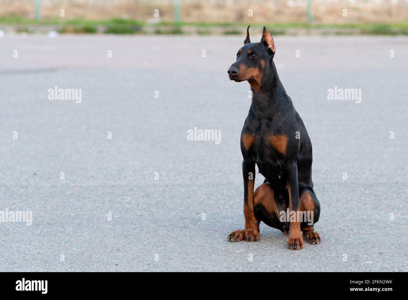 Doberman pinscher sitting on hi-res stock photography and images - Alamy