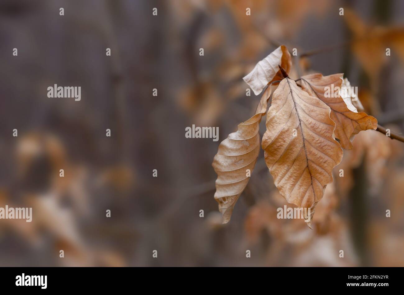 Leaves wilted on tree hi-res stock photography and images - Alamy